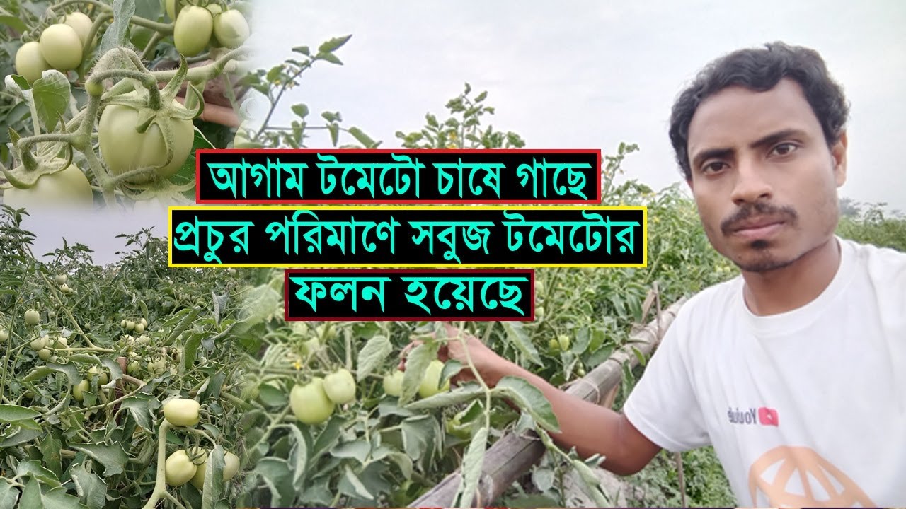 আগাম টমেটো চাষে গাছে প্রচুর পরিমাণে সবুজ টমেটোর ফলন হয়েছে || Tomato ...