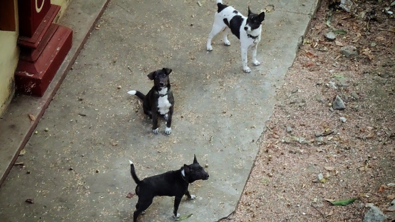 Adorable Rescued Puppies Become Careless Guard Dogs - YouTube