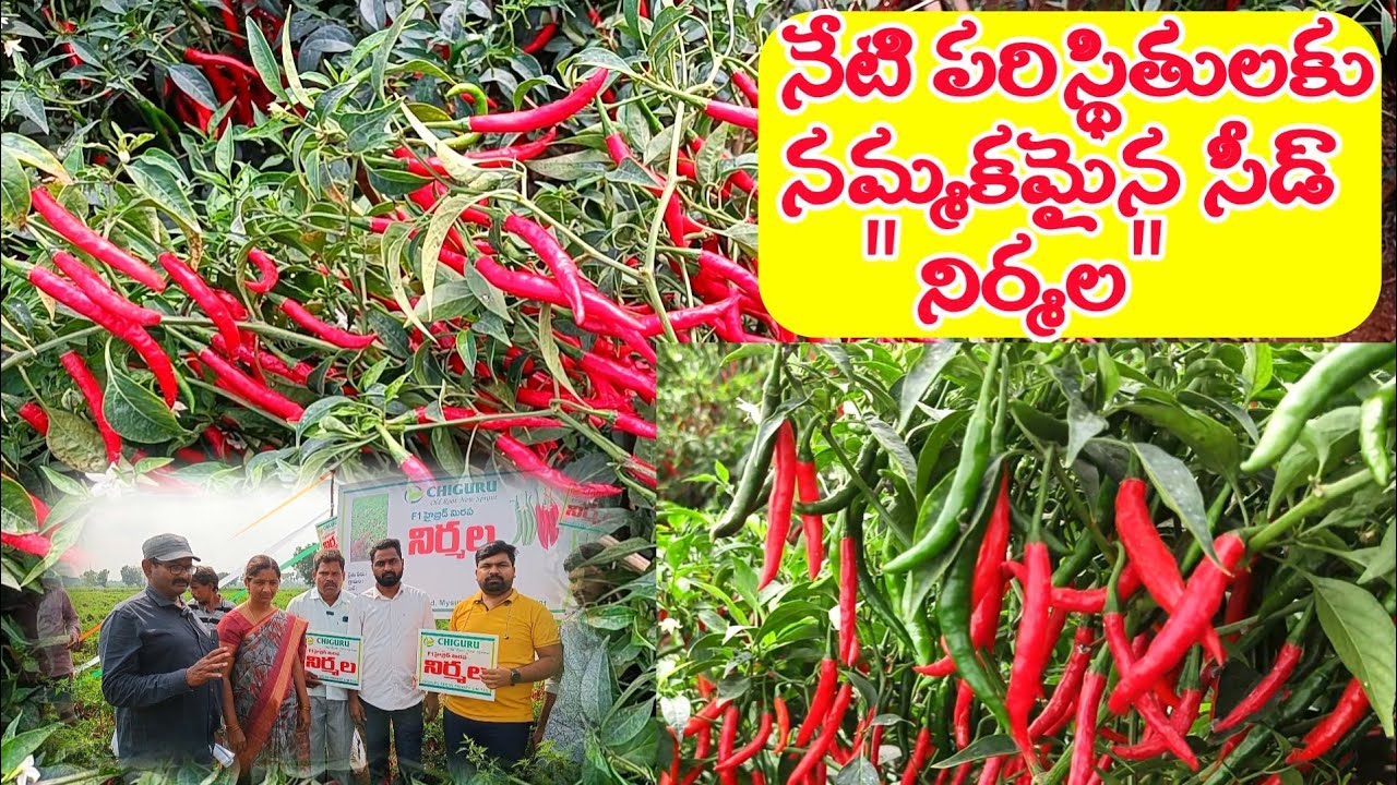 best mirchi seeds | chilli forming | chiguru seeds nirmala - YouTube