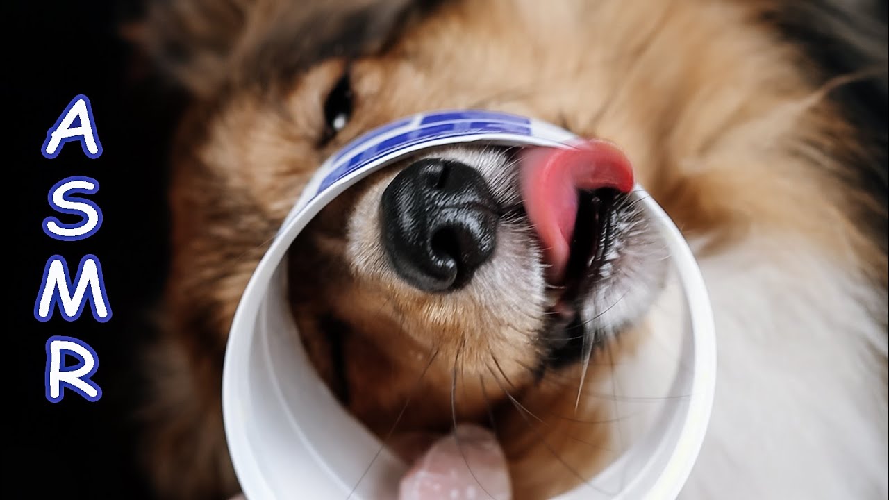 Second Best ASMR Dog In The World ? #satisfying - YouTube