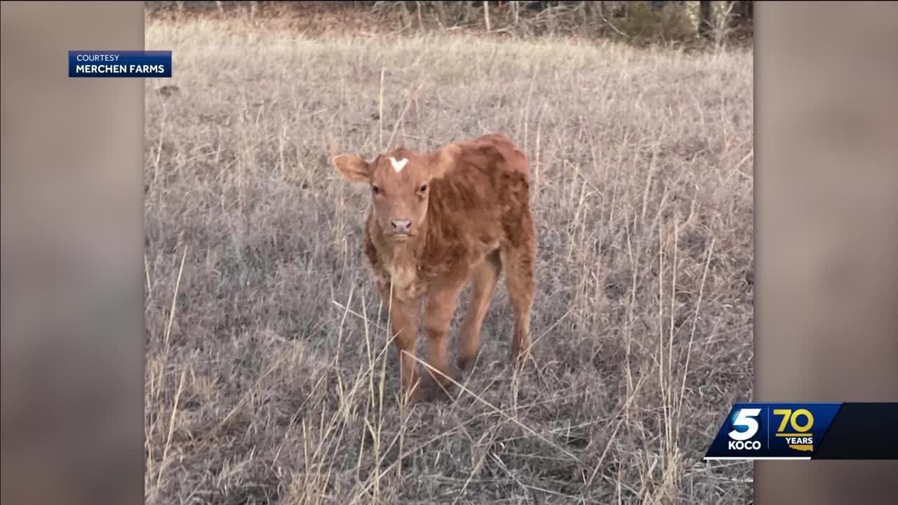 Calf named Cupid at Oklahoma farm shows off heart-shaped spot for ...