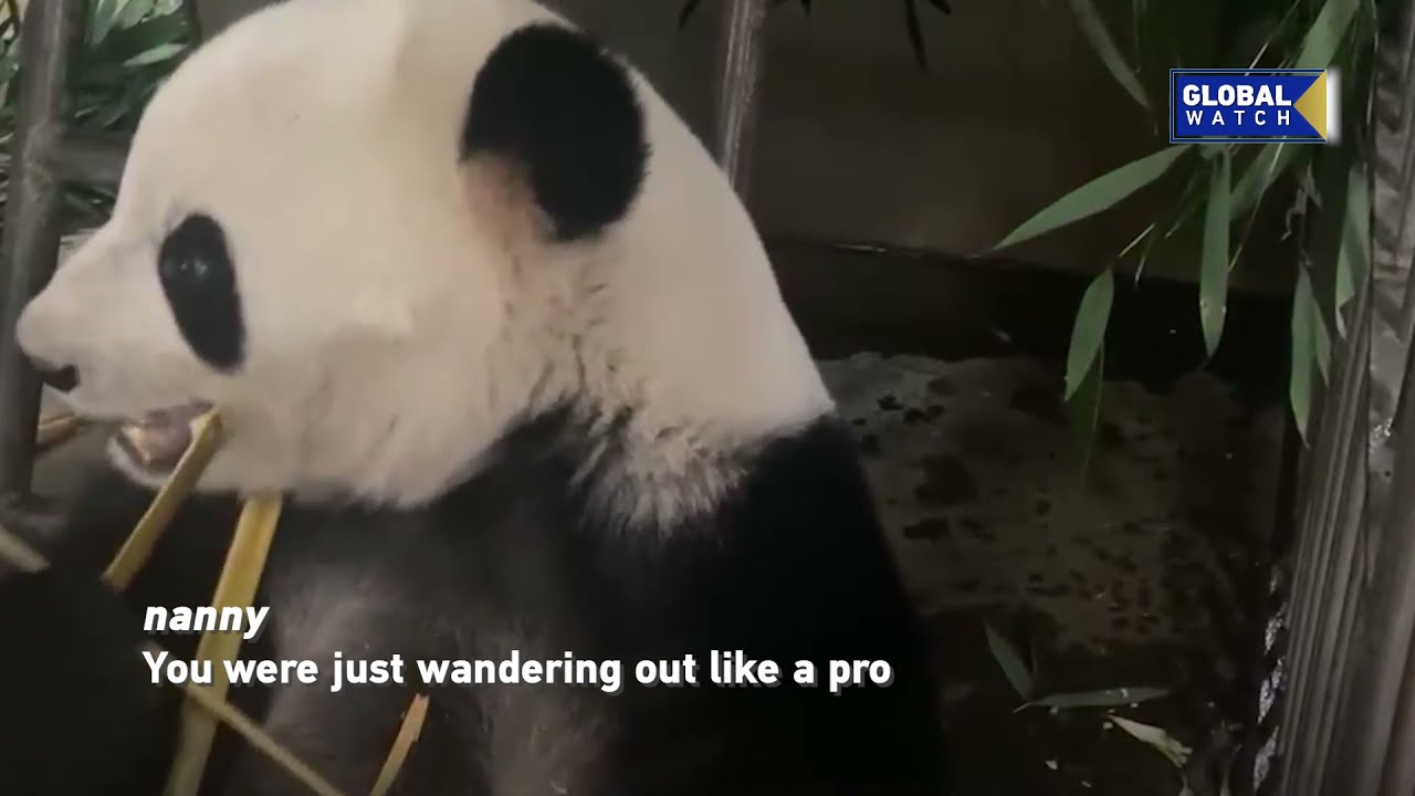 Panda Meng Lan tried to escape again, after failed “prison break ...