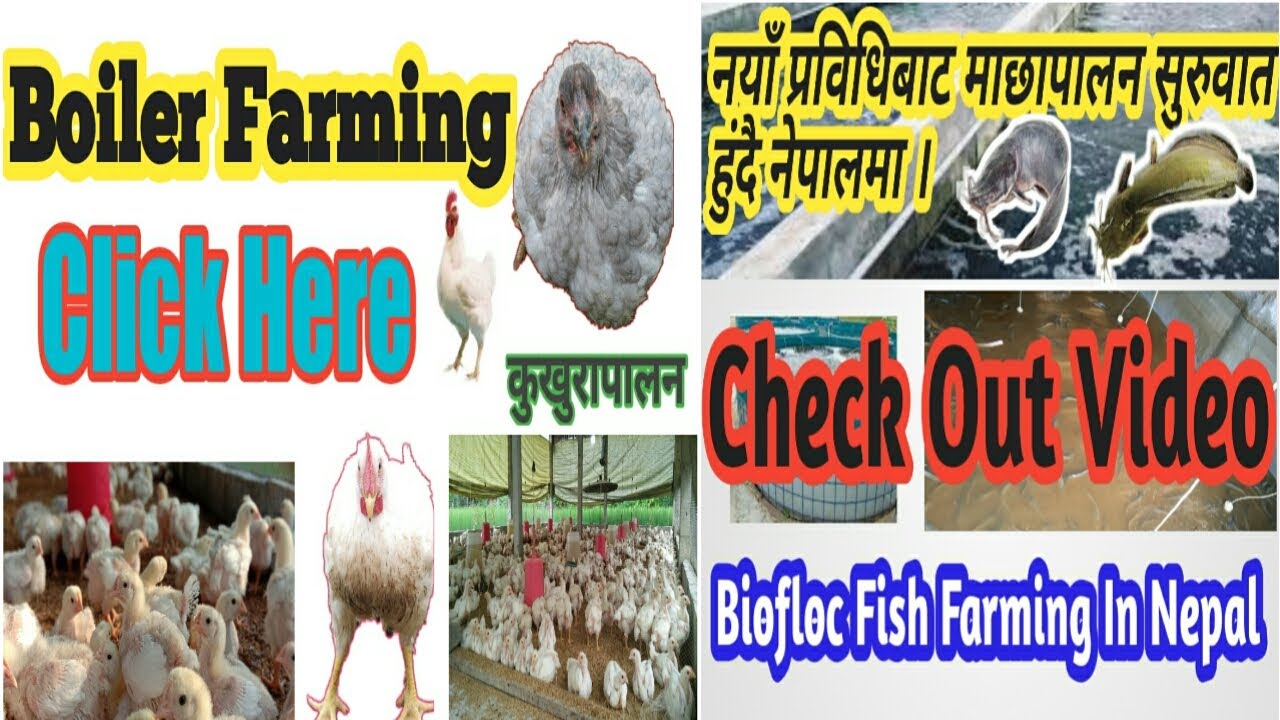 ||Biofloc Fish Farming & Boiler Farming In Nepal|| - YouTube