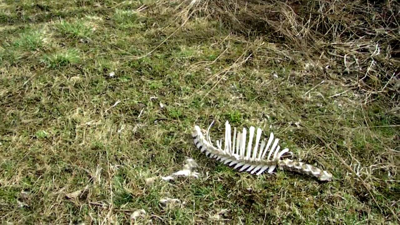 Deer Skeleton - Skull, spine, ribs, jaw - YouTube