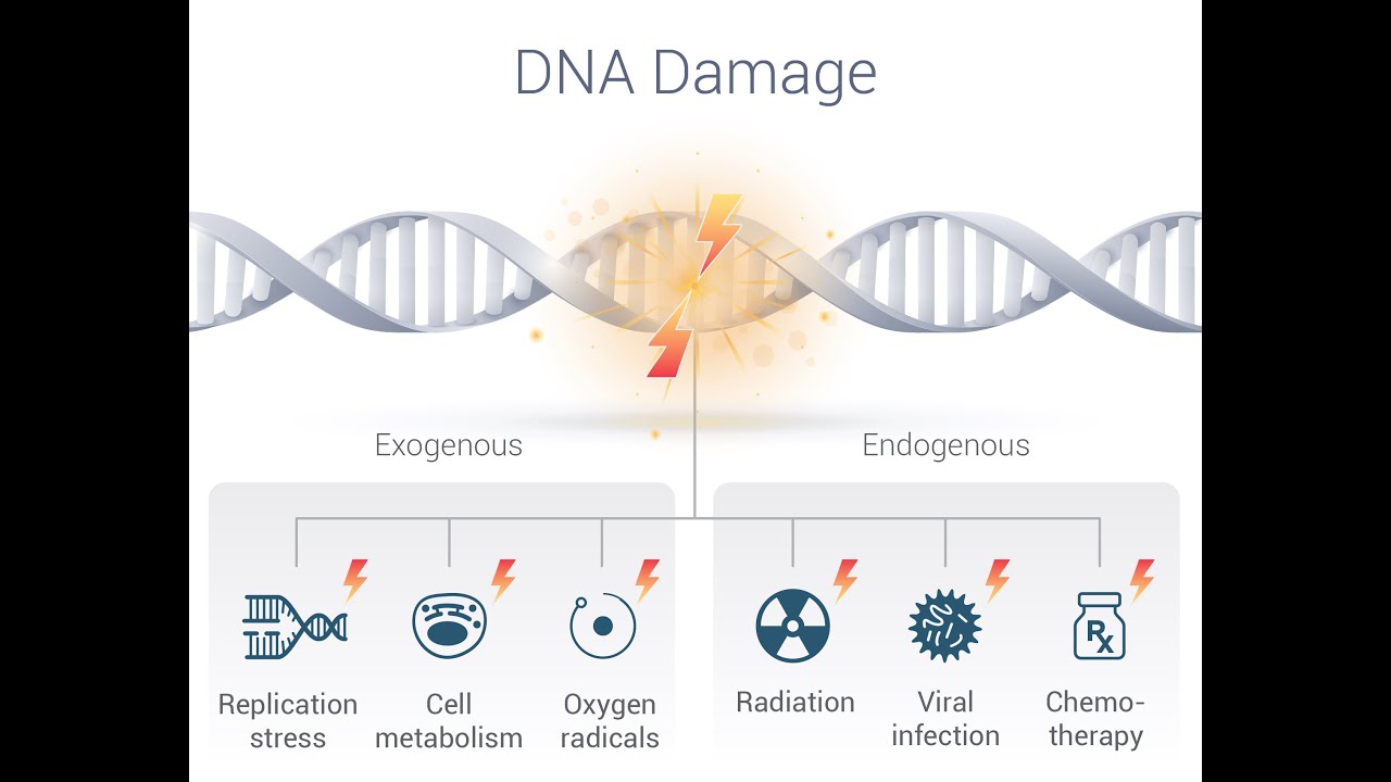 Protecting and Repairing Your DNA with Food - YouTube