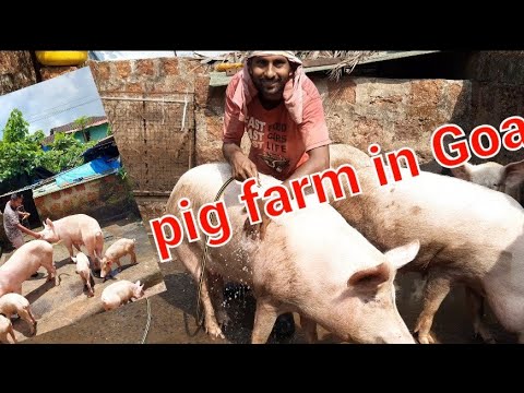 traditional business of Goa pig farming 🐖 - YouTube