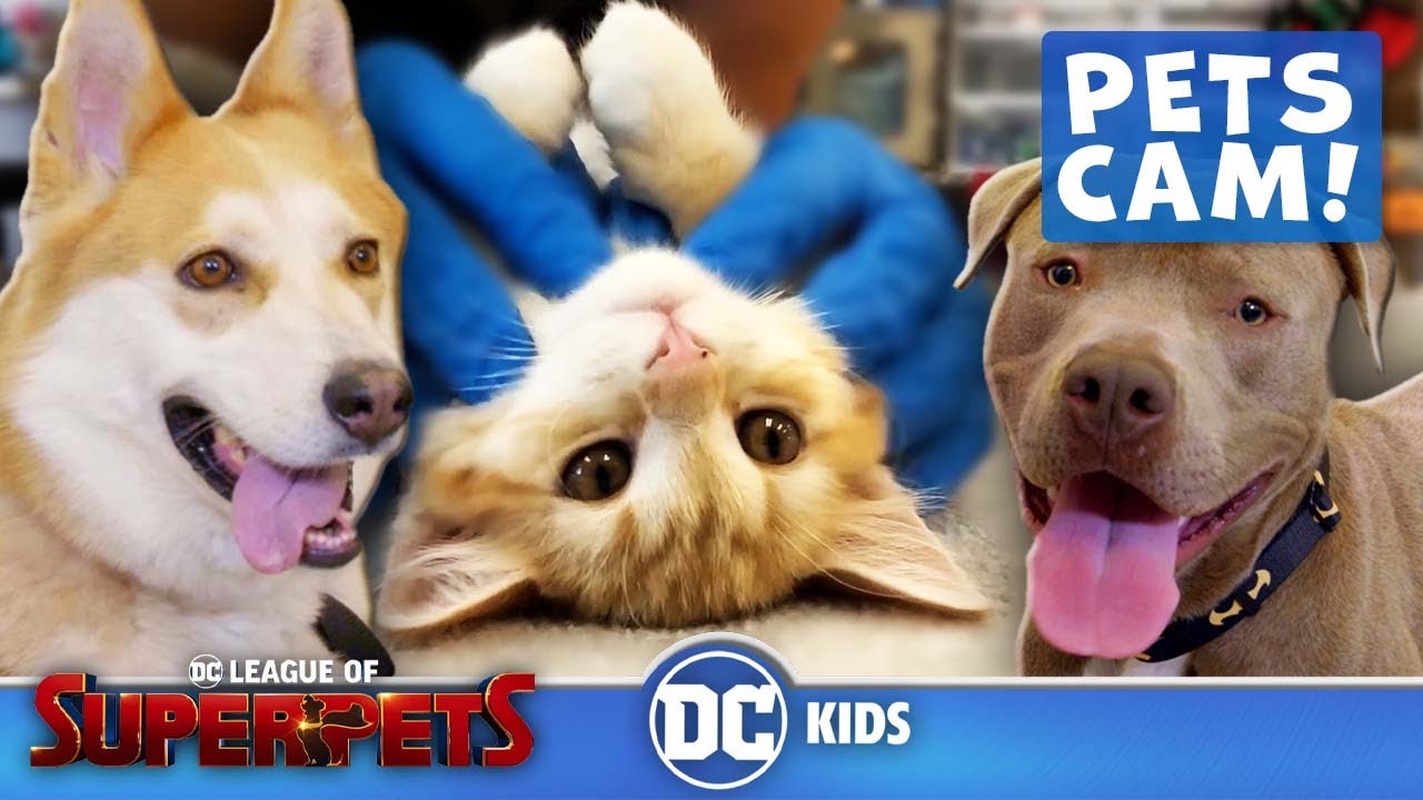 DC League of Super-Pets: Cats & Dogs Pet-Cam and DC Toy Box Adventures ...