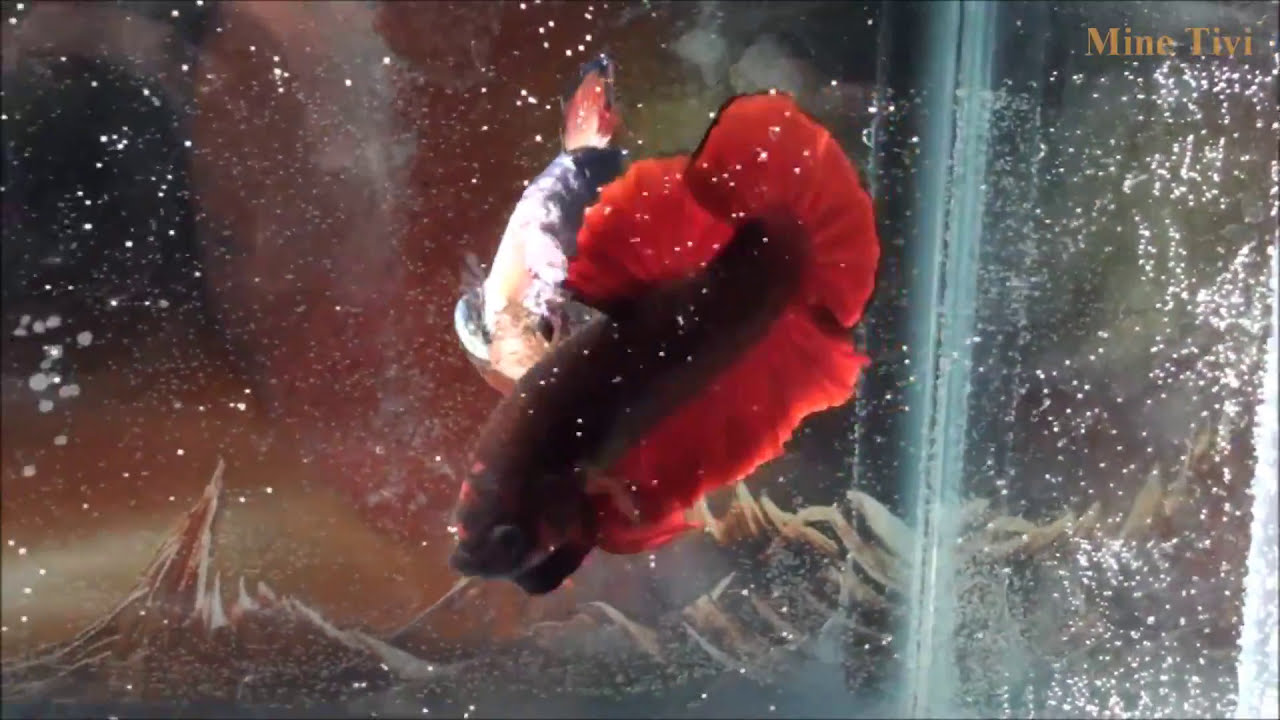 [Sưu tầm] ️ Đại chiến Hellboy (Fancy Hellboy Betta Plakat) - Dòng cá betta mới - YouTube