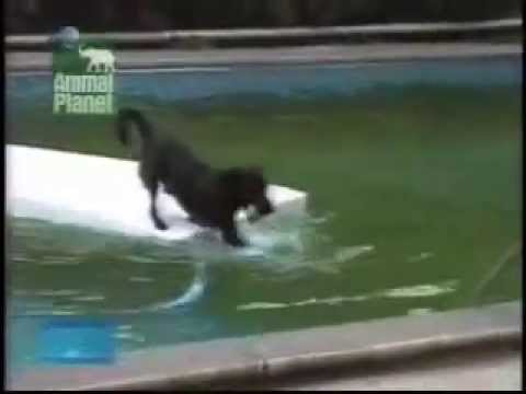 Crazy Dog Swimming - YouTube