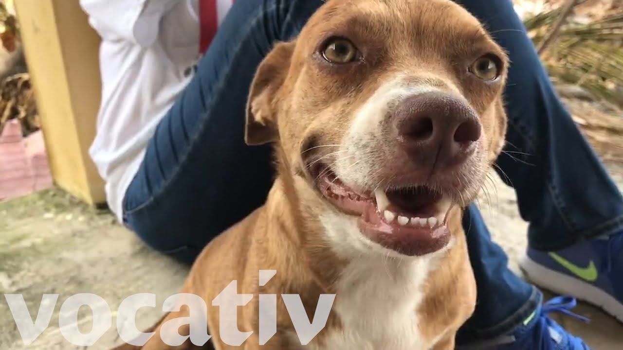 Meet The Group Rescuing Hurricane Maria's Abandoned Dogs From Puerto ...
