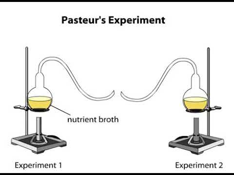 Microbiology // Louis Pasteur's experiment - YouTube