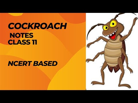 Cockroach class 11 notes | Structural Organization in Animals NCERT ...