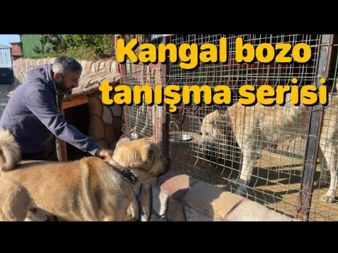 ALCAPONE VE BOZO KARŞI KARŞIYA GELDİ BOZO BOYUN EĞMİYOR