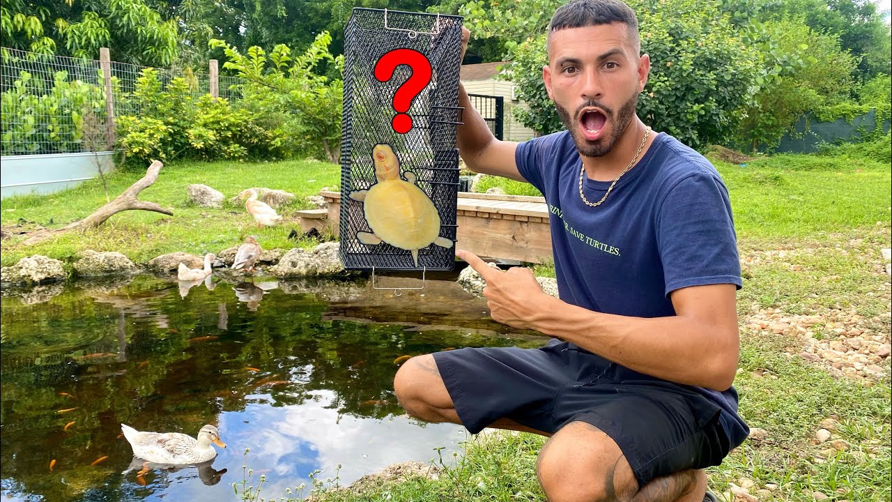 We FOUND Our MISSING TURTLE?! - YouTube