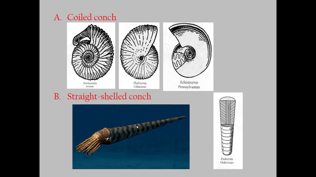 Intro to Fossils I - YouTube