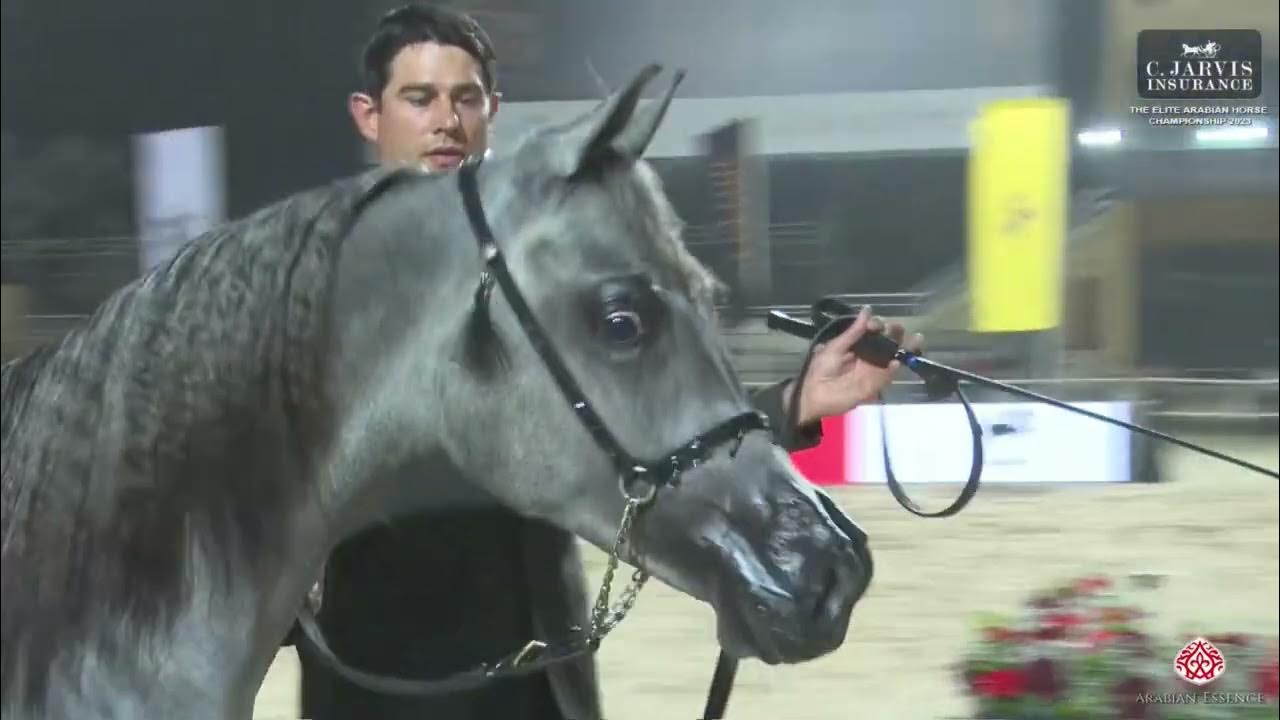 The Elite Egyptian Arabian Horse Championship 2023 CLASS 6B - YouTube