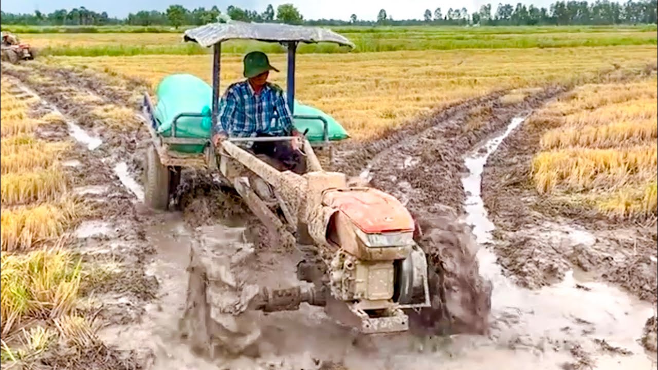 Small Tractors In Mud Field | Tractors Collect Sack Of Rice In Rice ...