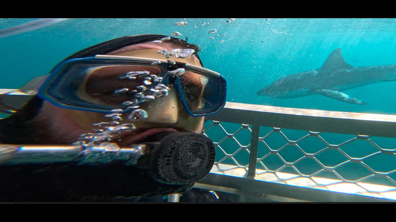Great White Shark Diving 2024. Bluff, New Zealand. 4K - YouTube