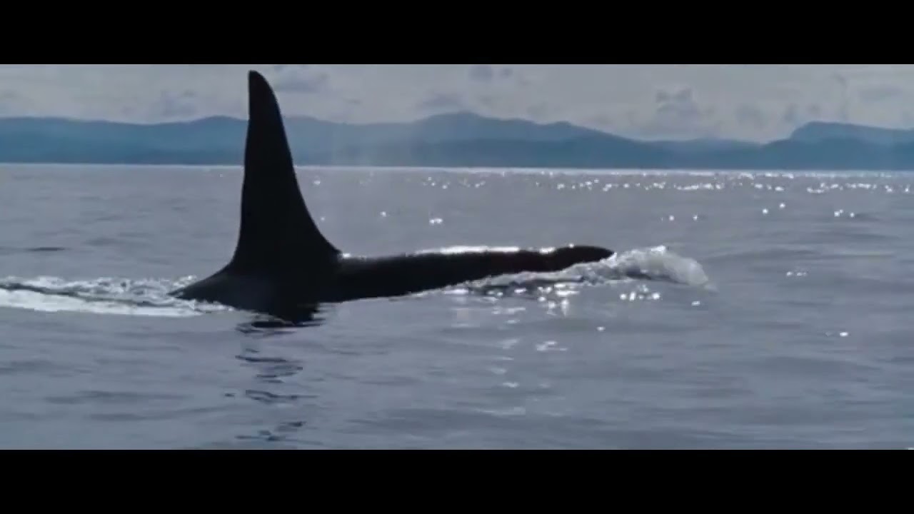 Godzilla meets My Little Pony intro - YouTube