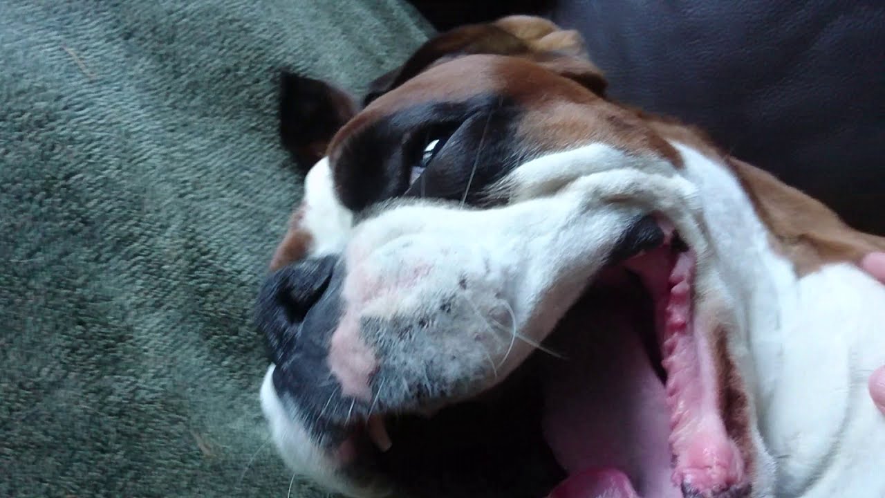 How To Wake Up Sleepy Squishy Face Boxer Dog Rex 😀 ️ - YouTube