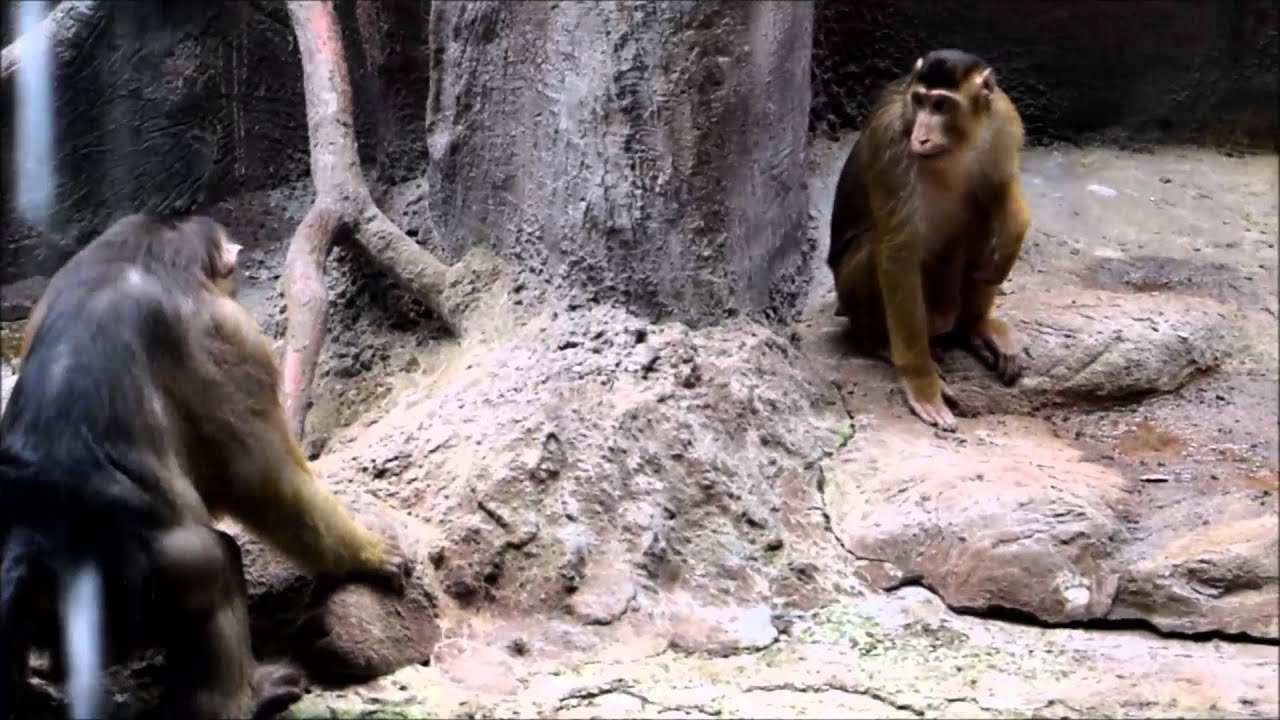 Funny Macaque monkeys video - YouTube
