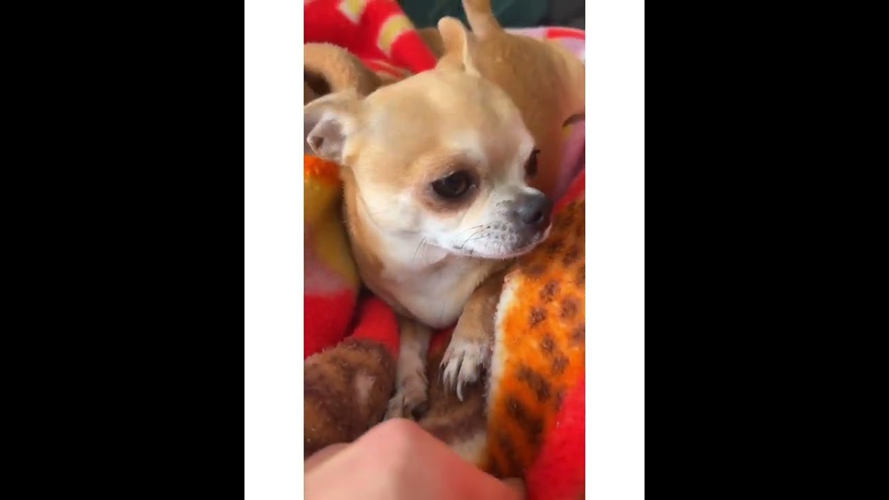 Funny Dogs Reaction/SPECIAL NIKI CHIHUAHUA/chihuahua 2022/mreviatar ...