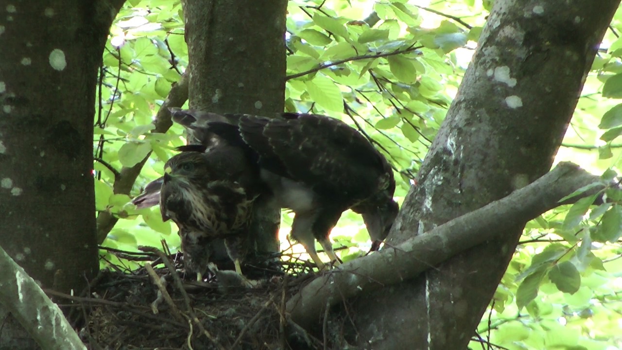 Bussardhorst Teil 8 - Buzzard nest Part 8 - YouTube