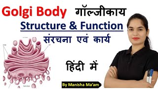 Golgi apparatus | structure and function Golgi body | b... | Doovi