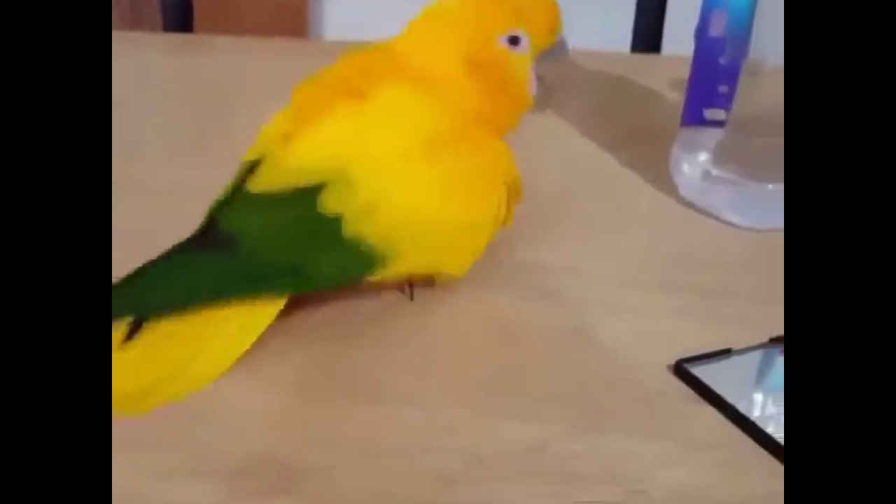 Wouldn't it be nice Topaz the golden Conure Dancing. - YouTube