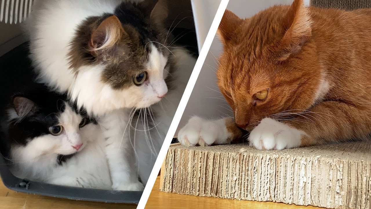 The return of the kitty buddies! | Oppa the Orange Cat - YouTube