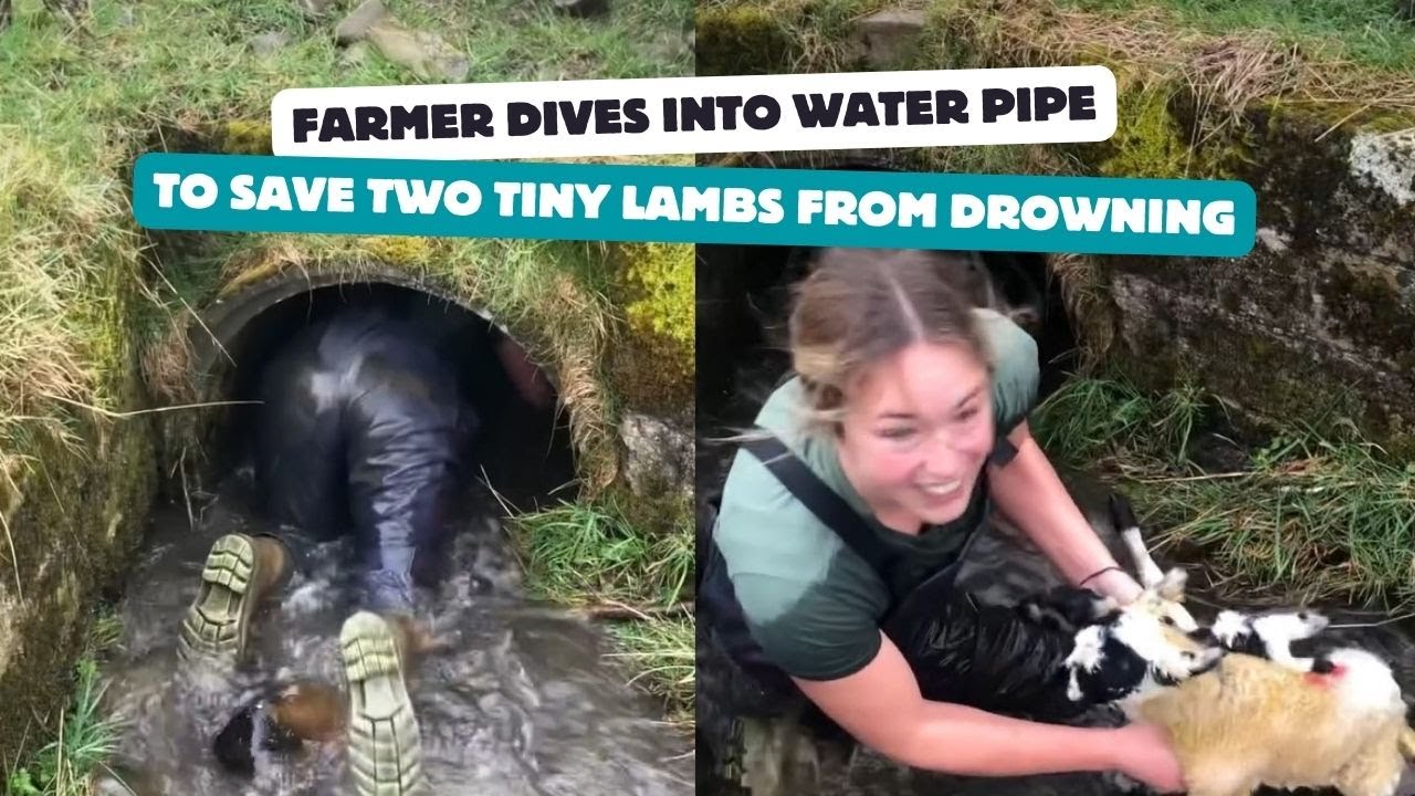 Farmer Dives Into Water Pipe To Save Two Tiny Lambs From Drowning - YouTube
