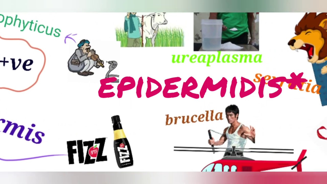 Urease positive bacteria || Story based mnemonics || best ever ...