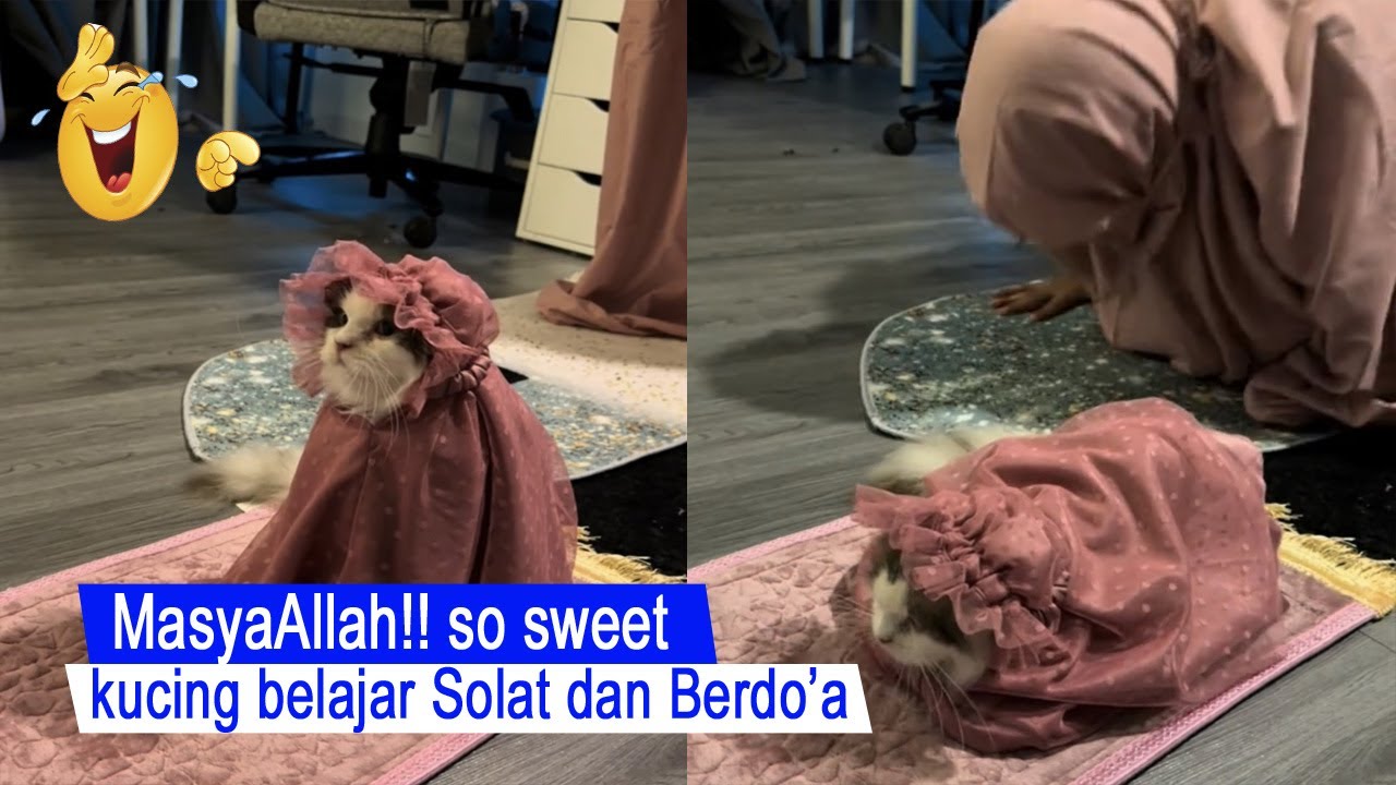 LUCU dan MENGGEMASKAN/kucing suka SOLAT dan BERDO'A /kompilasi kucing ...