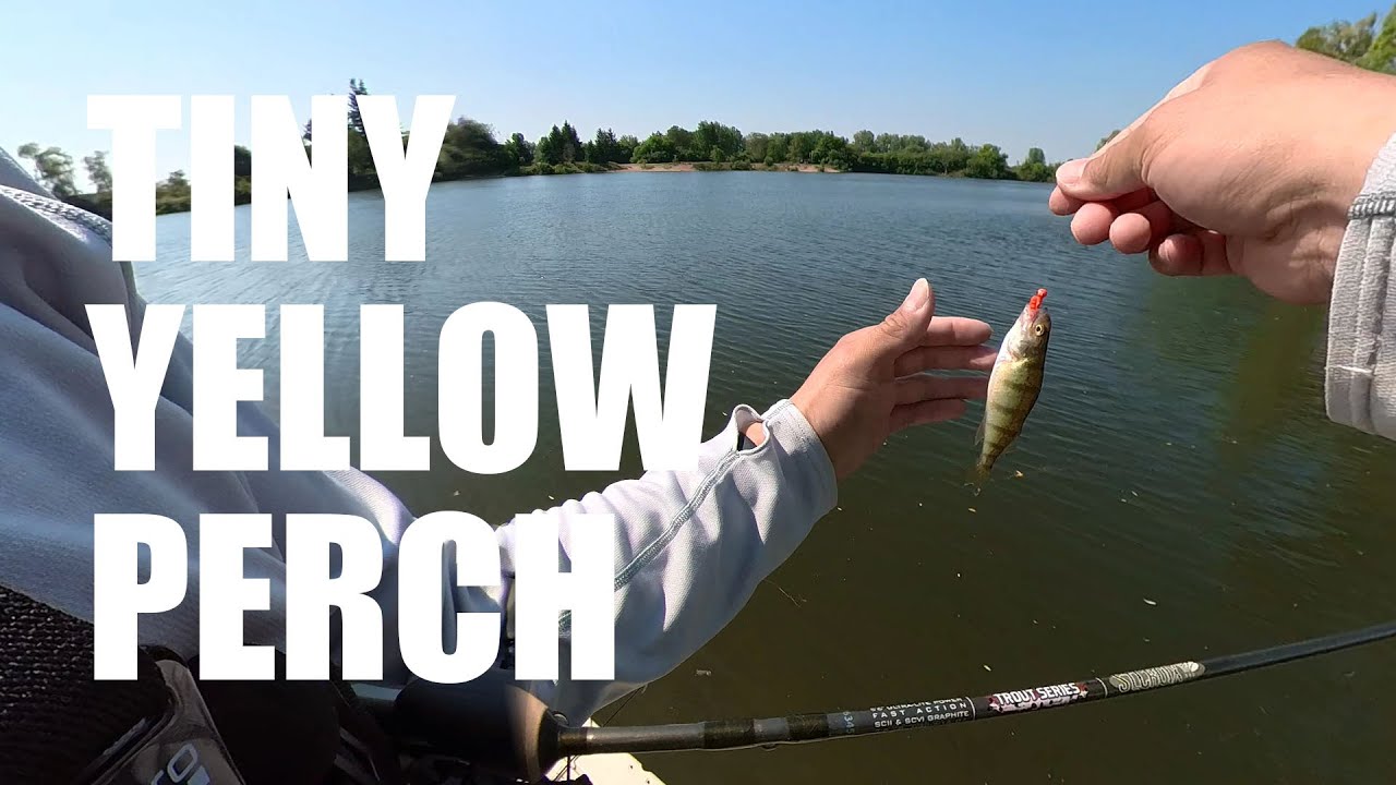 These perch may be tiny but catching them is still big fun. - YouTube