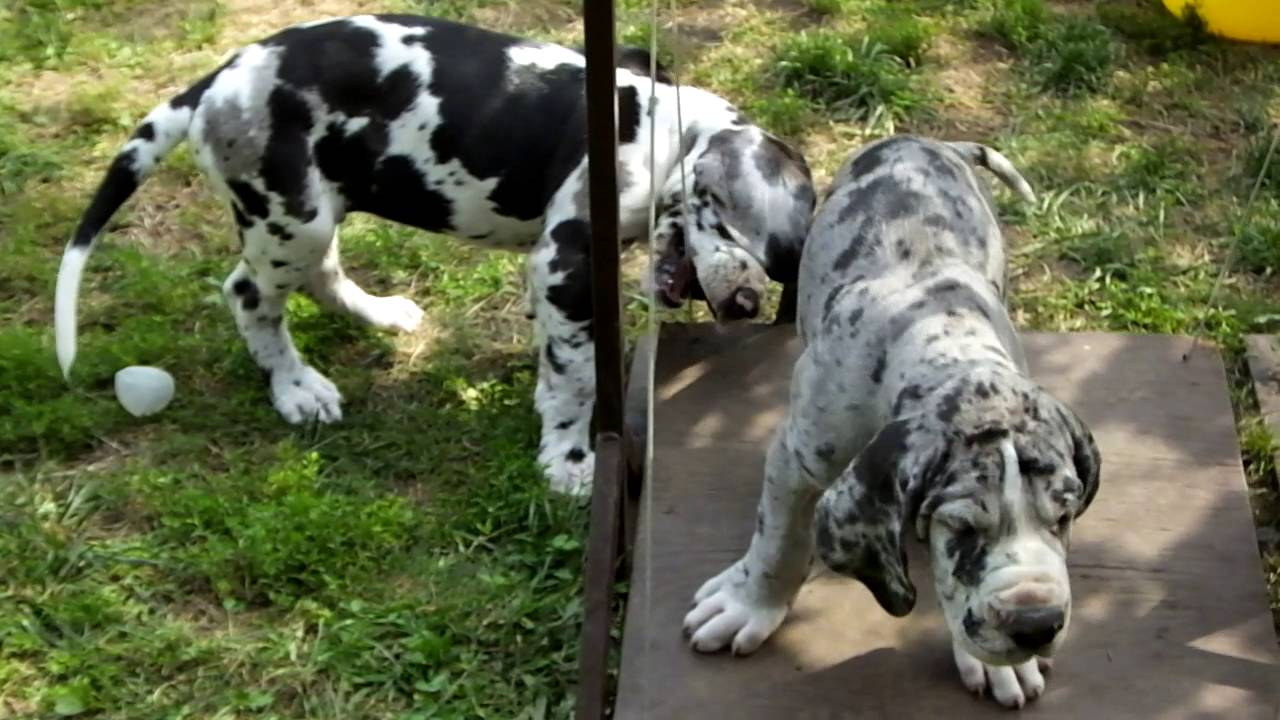 Štěňata německé dogy / Great dane puppy/ Deutsche dogge welpen - YouTube