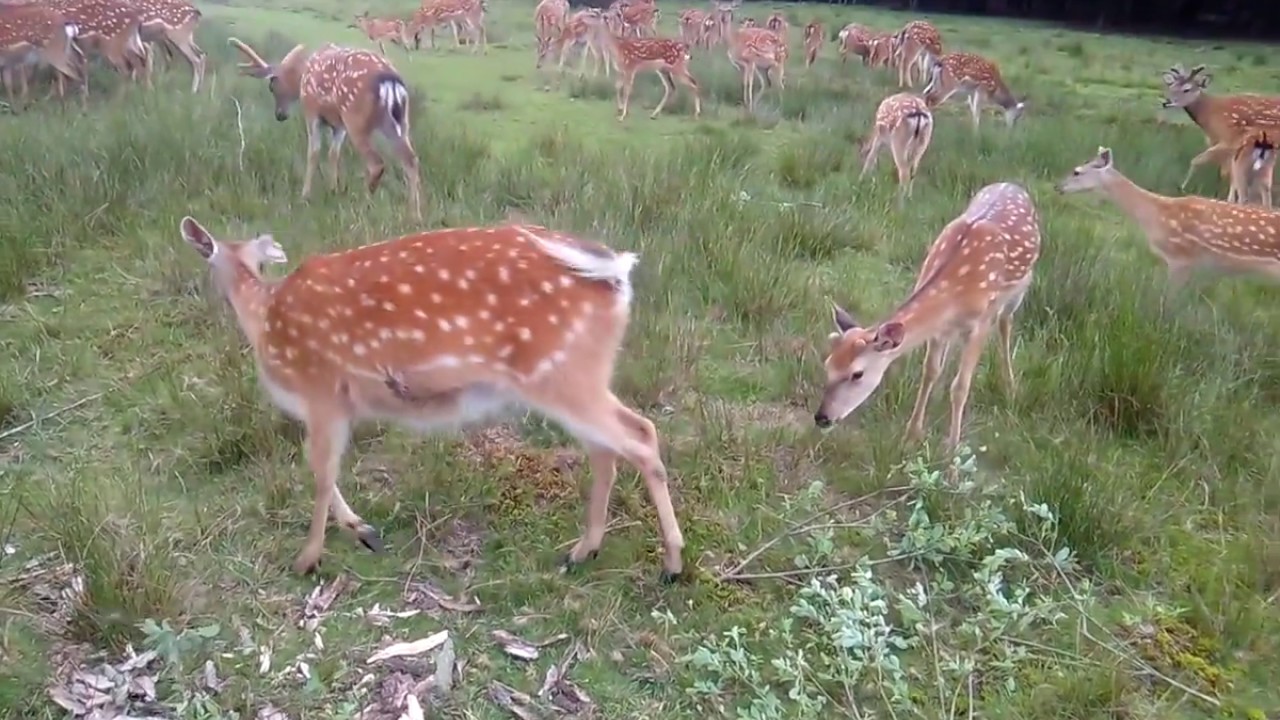 deer flower 1 - YouTube