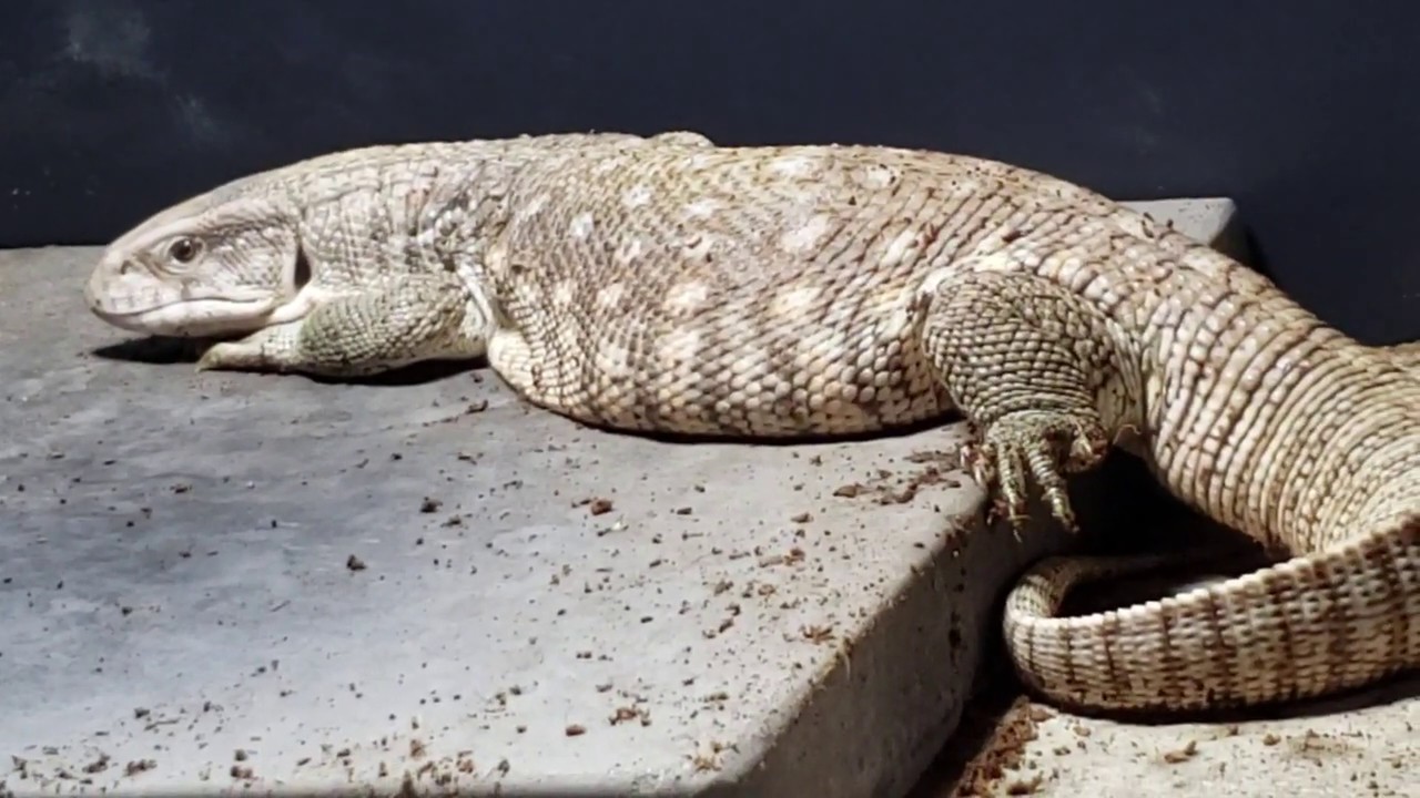 Cleaning Savannah Monitor Lizard's Bath Water - YouTube