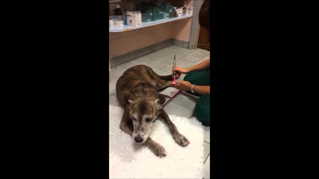 K Laser being used for treating severe arthritis - YouTube