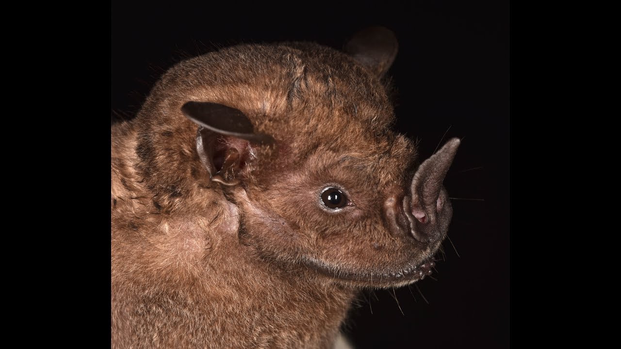 Artibeus obscurus - YouTube