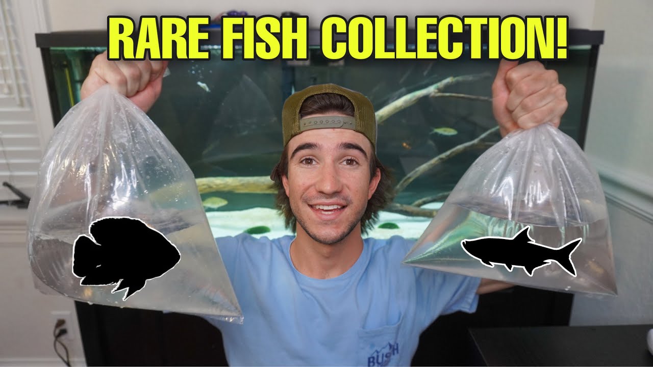 I BOUGHT NEW FISH For My RARE FISH COLLECTION!! - YouTube
