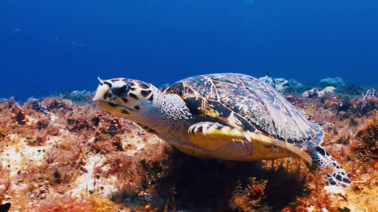 Nyhavn Rejser - YouTube