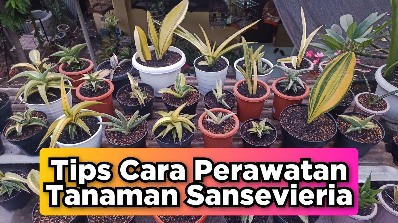 Cara Merawat Tanaman Sansevieria Agar Tumbuh Subur & Cepat Bertunas ...