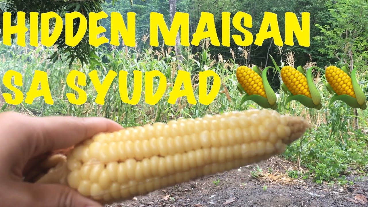 HIDDEN CORN FIELD IN THE CITY - YouTube