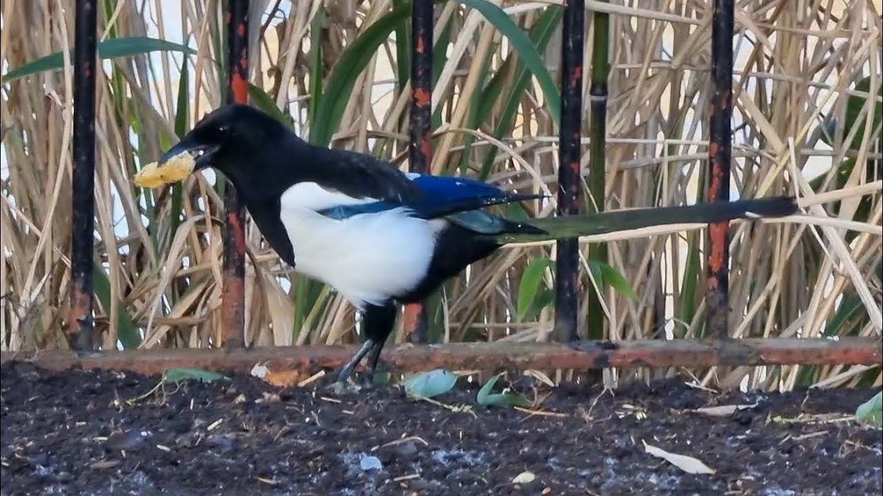 Eurasian Magpie caching food - YouTube