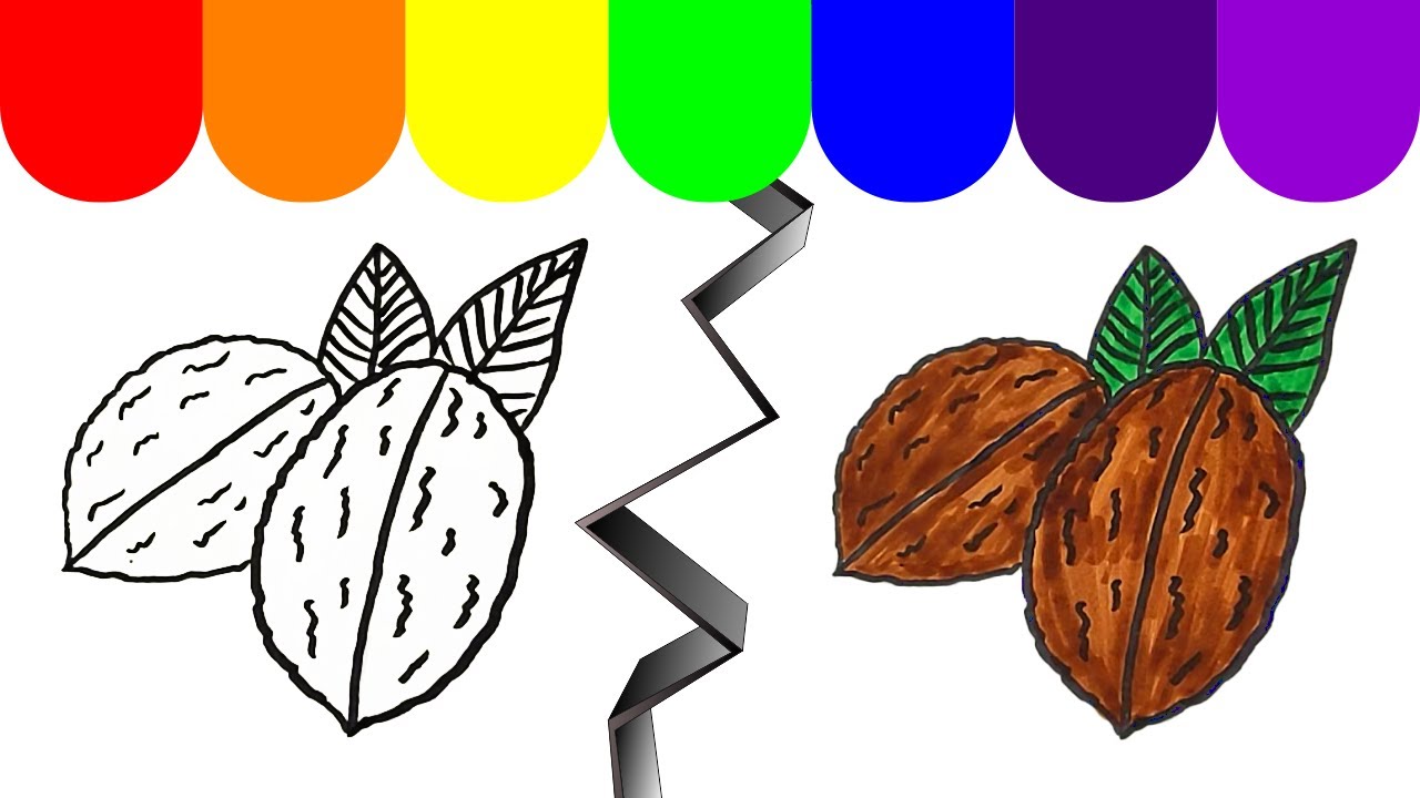 How to draw a NUT | Fall fruits drawing | Magic coloring | Drawing ...