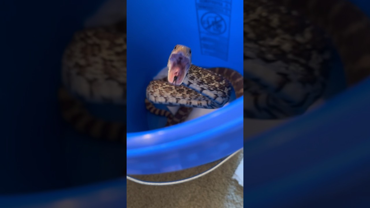 Snake Won’t Go in the Bucket! 🐍 - YouTube