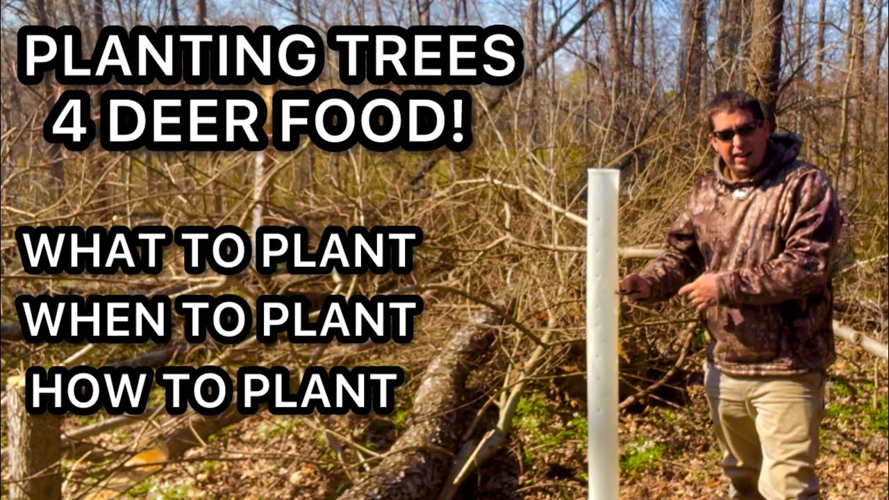 PLANTING TREES AS FOOD PLOTS FOR DEER HUNTING - YouTube