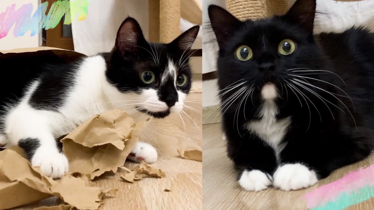 Energetic playful cats | Uni & Nami sister cats - YouTube