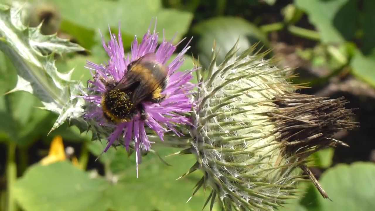 Scotch Thistle Onopordum - Skotaþistill - Skrautþistill og hunangsfluga ...