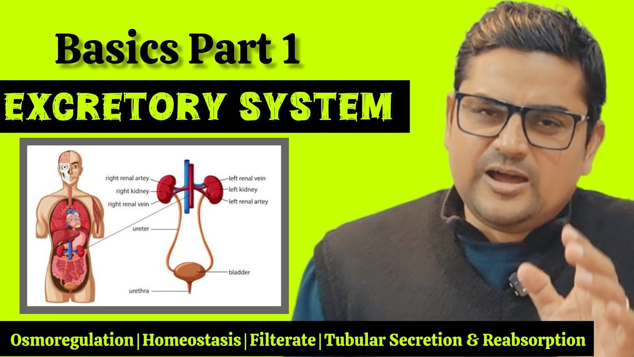 Basics of Excretory System | NEET | Nursing | Pharmacy | GS-Paper | In हिन्दी - YouTube